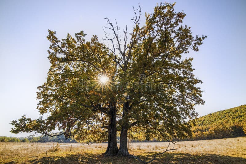 Sun Rays through a Big Tree Crown. Stock Photo - Image of beauty, color ...