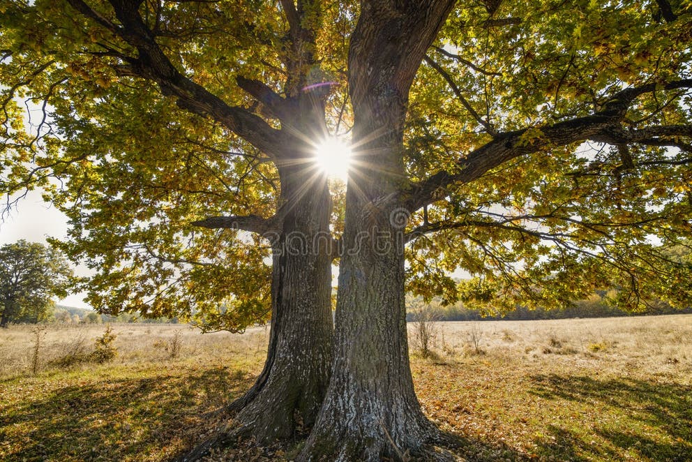 Sun Rays through a Big Tree Crown. Stock Photo - Image of october ...