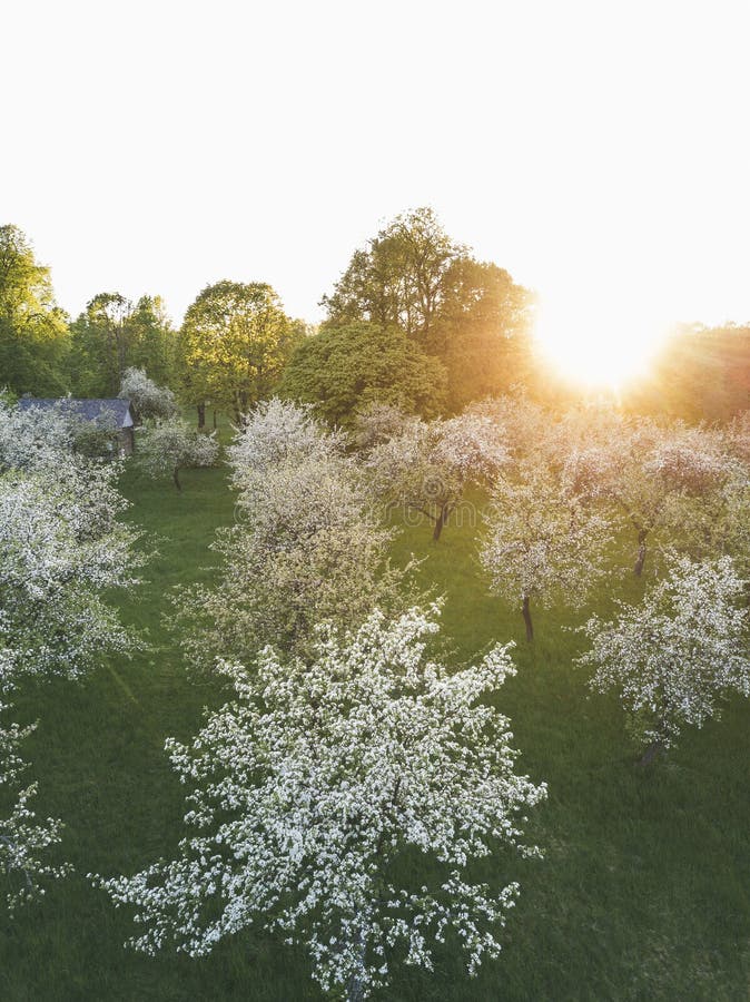 Sun Rays at Blooming Apple Tree Stock Photo - Image of fruit, country ...