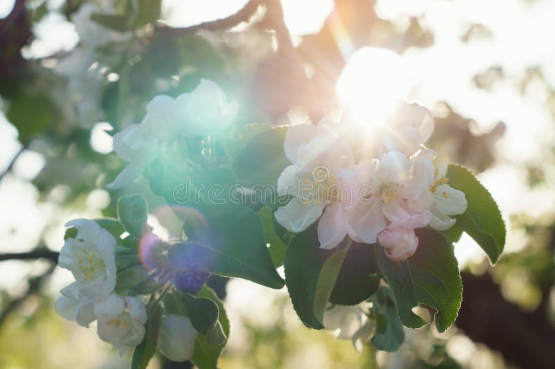 Sun Rays through a Blossoming Apple Tree Branch Stock Image - Image of ...