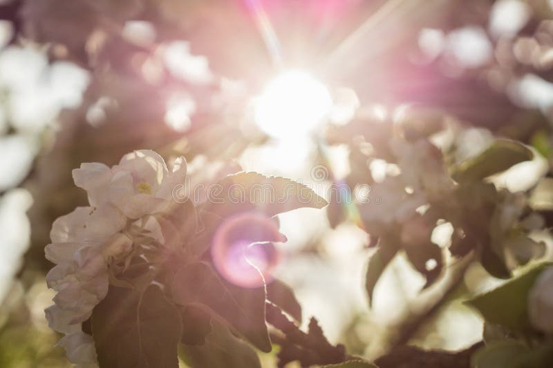 Sun Rays through a Blossoming Apple Tree Branch Stock Image - Image of ...