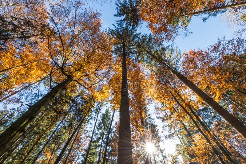 Sun Rays between Branches and Fall Foliage. Autumn Stock Photo - Image ...