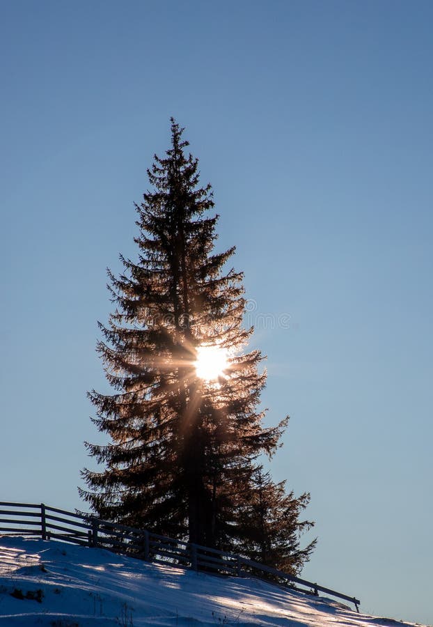 Sun Rays through the Branches of a Fir Tree in the Winter Morning Stock ...