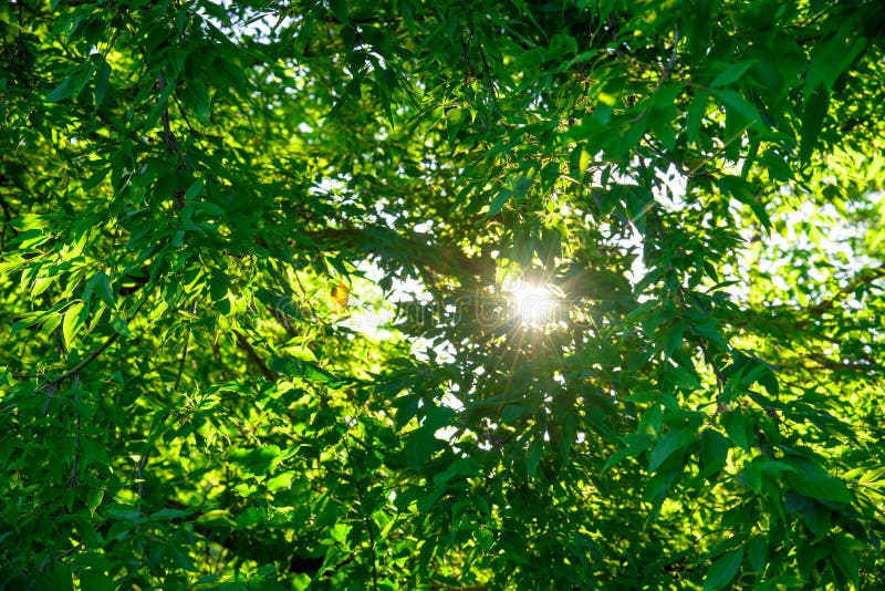 Sun Rays through Branches of Green Trees in a Forest or Park Stock ...