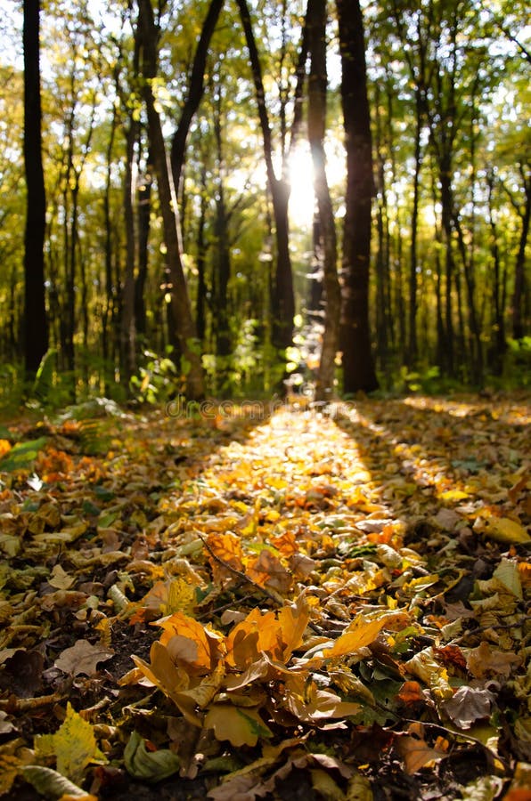 Sun Rays Break through Branches of Trees. Autumn Forest Stock Photo ...