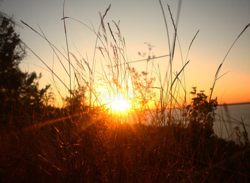 Sun Rays Break through the Field Grasses at Sunset Stock Image - Image ...