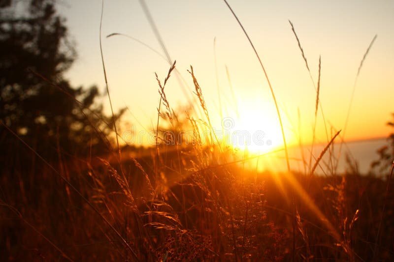 Sun Break through the Field Grasses at Sunset, Landscape Stock Image ...