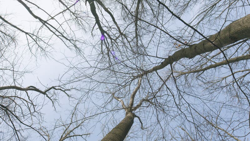 Sun Rays Break through Leafless Trees in Spring during Early Spring ...