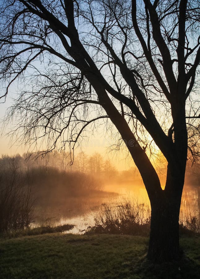 Sun Rays Break through the Tree Stock Image - Image of outdoor, fall ...