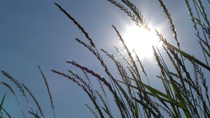 Sun Glare Shines through the Foliage of the Plant Stock Video - Video ...