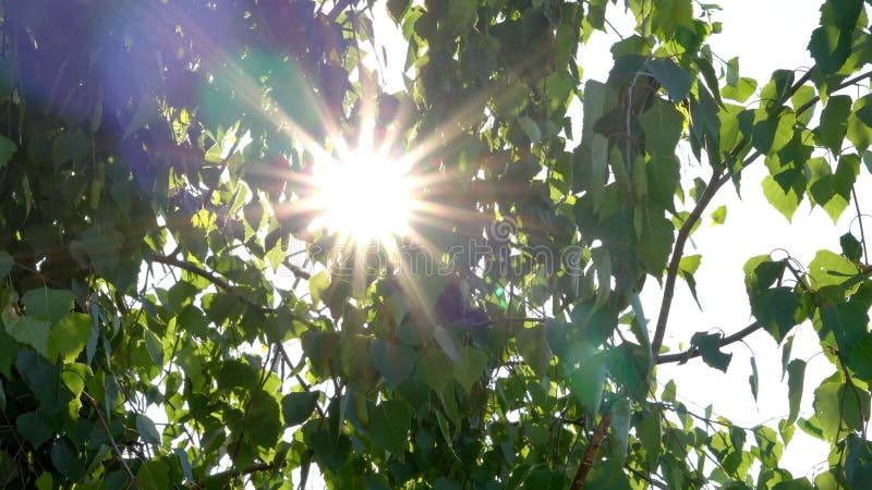 Sun Glare Shines through the Foliage of the Plant Stock Video - Video ...