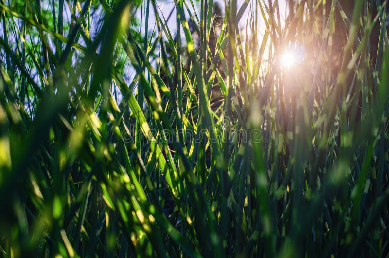 Sun Rays Breaking through Green Grass. Long Natural Green Grass Under ...
