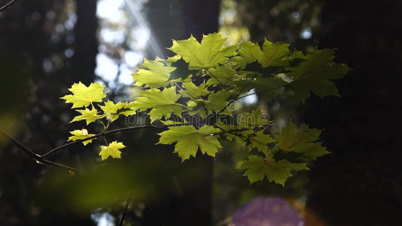 Sun Rays Breaking through Green Maple Leaves in the Forest, View from ...