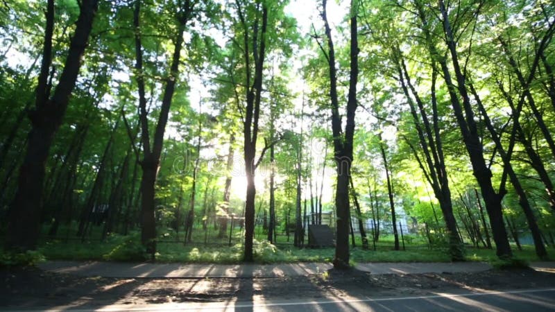 Sun Rays Breaking through Green Trees in Park on Stock Footage - Video ...