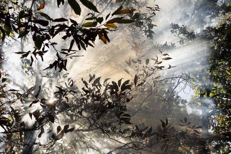 Sun Rays Breaking through the Smoke of a Forest Fire Stock Image - Image of silence, woodland ...