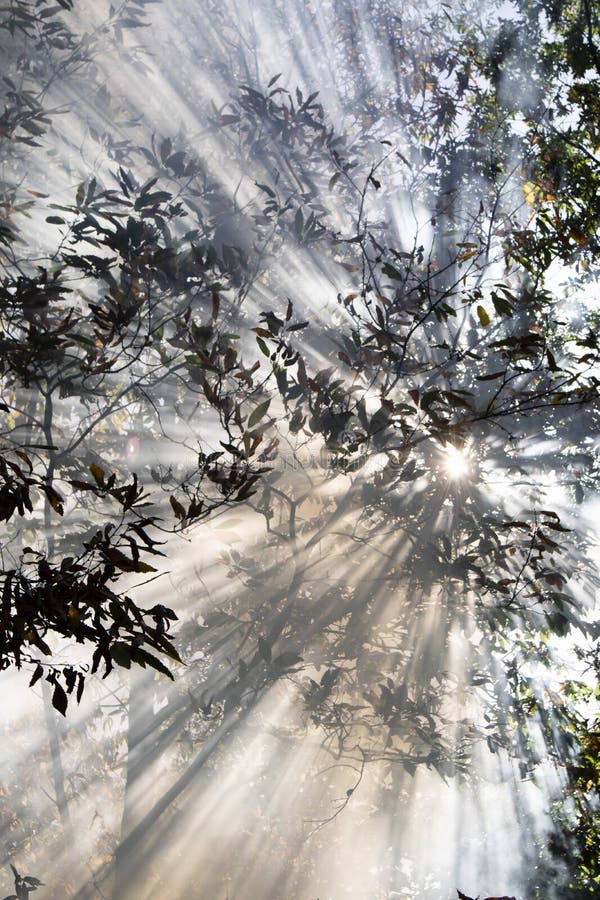 Sun Rays Breaking through the Smoke of a Forest Fire Stock Photo ...
