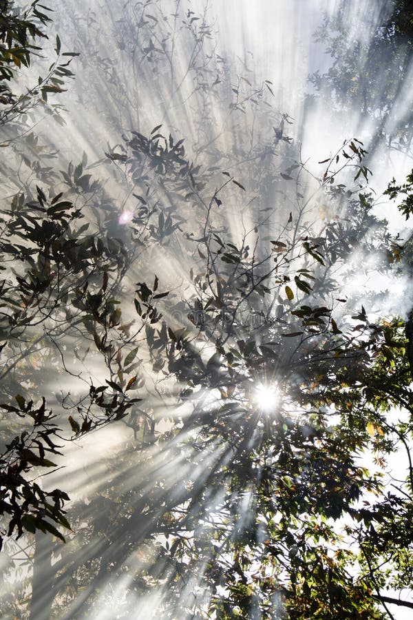 Sun Rays Breaking through the Smoke of a Forest Fire Stock Image ...