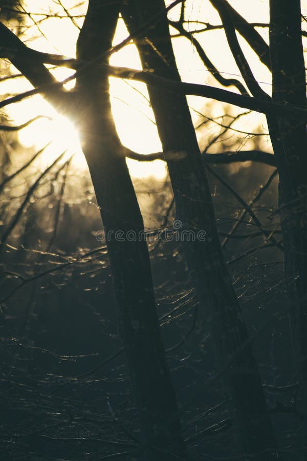 Sun Rays Breaking through Tree Branches in a Dense Forest Stock Photo ...