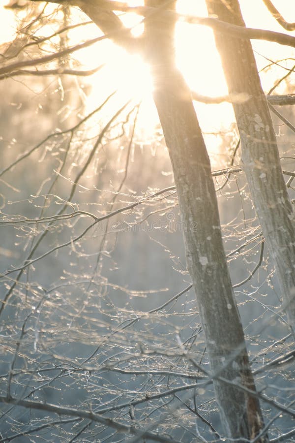 Sun Rays Breaking through Tree Branches in a Dense Forest Stock Photo ...