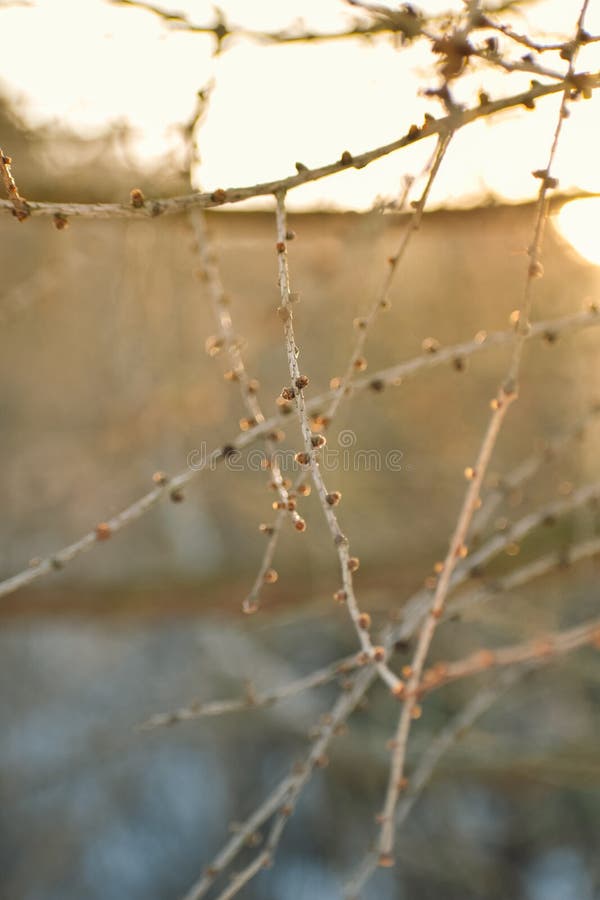 Sun Rays Breaking through Tree Branches in a Dense Forest Stock Photo ...