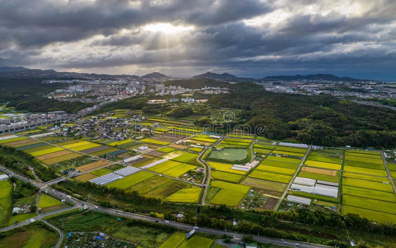 Sun Rays Burst through Storm Clouds Over Rice Fields on Edge of Town ...