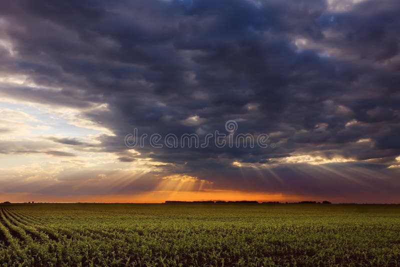 Sun Rays and Clouds Above the Cornfields. Stock Image - Image of crop ...