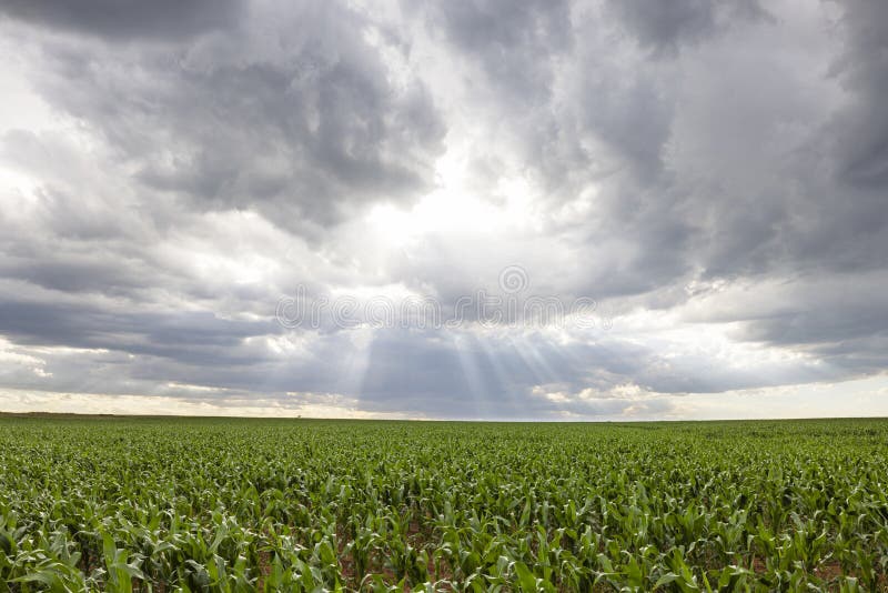 Sun Rays through the Clouds Above Maize Field Stock Image - Image of ...