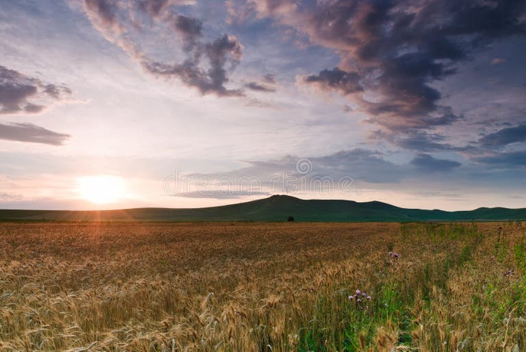 Sun Rays and Clouds Over a Crop Field Stock Photo - Image of yellow ...