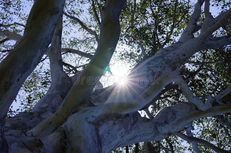 Sun looking down stock image. Image of rays, coming - 112787521