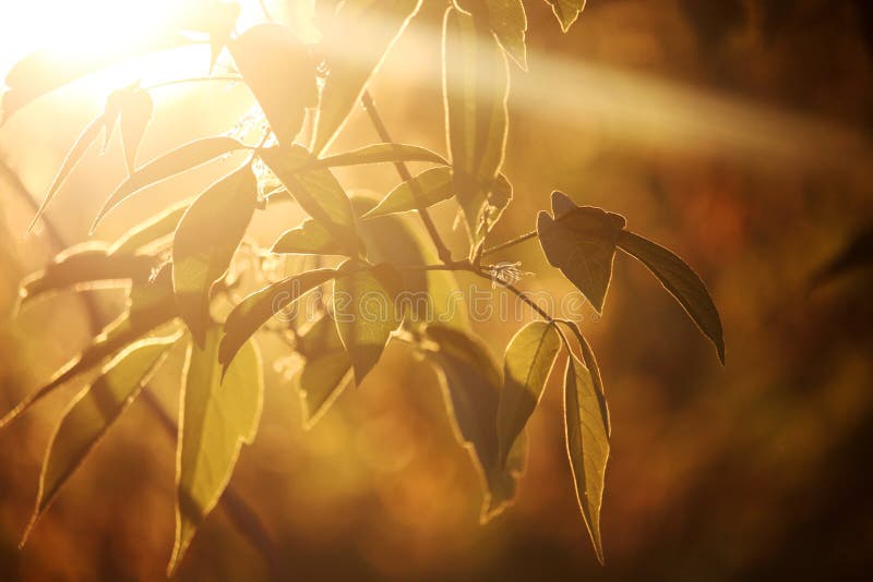 Sun Rays Coming through Foliage at Sunset Time Stock Photo - Image of ...
