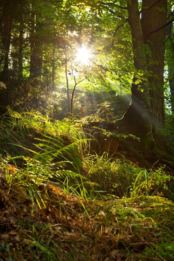Sun Rays Coming Through The Trees Stock Image - Image: 32506657