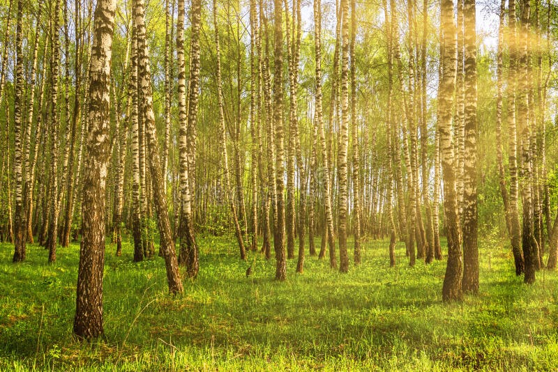 Sun Rays Cutting through Birch Trunks in a Grove at Sunset or Sunrise ...