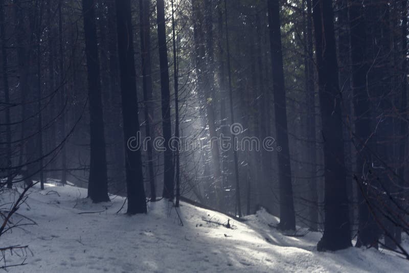 Sun rays in dark forest stock image. Image of branch - 104462229