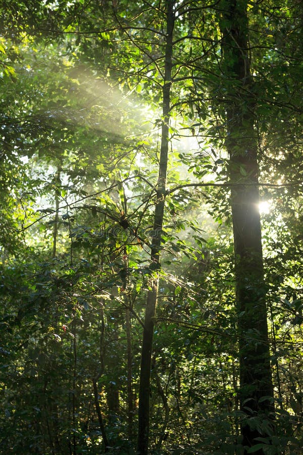 Sun Rays Deep in the Rain Forest Stock Image - Image of mystery ...