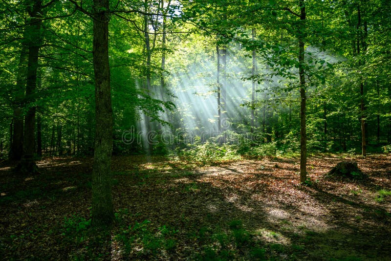 Sun Rays Diffuse Light Over the Forest Stock Image - Image of leaf ...