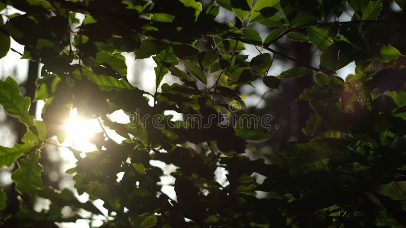 Sun Rays Emerging through Oak Tree Branches. Live Texture with Green ...