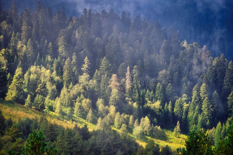 Sun Rays Fall on a Dense Forest in the Mountain Wilderness Stock Image ...
