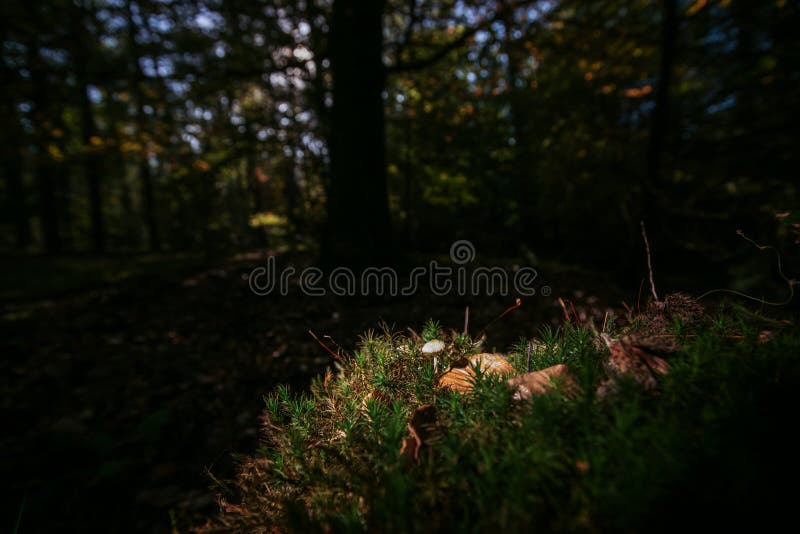 Sun Rays Fall on Mushroom that Grows on a Dead, Worn-out Tree Tr Stock ...