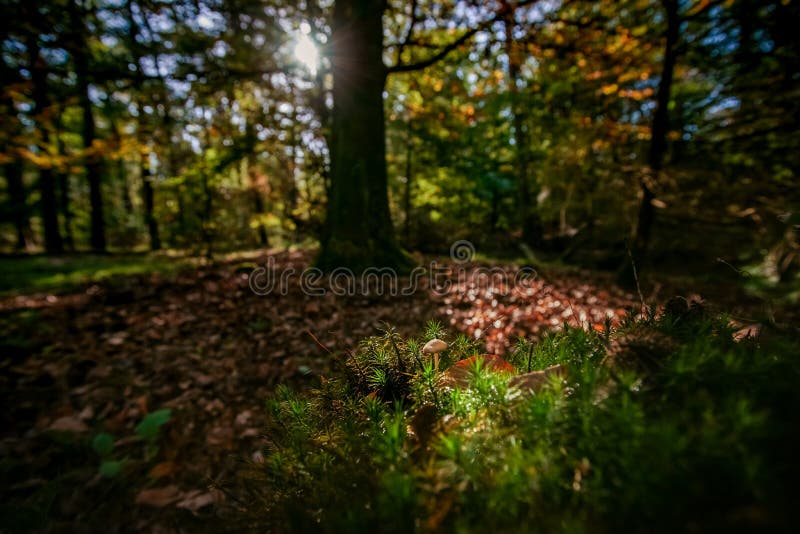 Sun Rays Fall on Mushroom that Grows on a Dead, Worn-out Tree Tr Stock ...