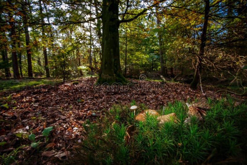 Sun Rays Fall on Mushroom that Grows on a Dead, Worn-out Tree Tr Stock ...