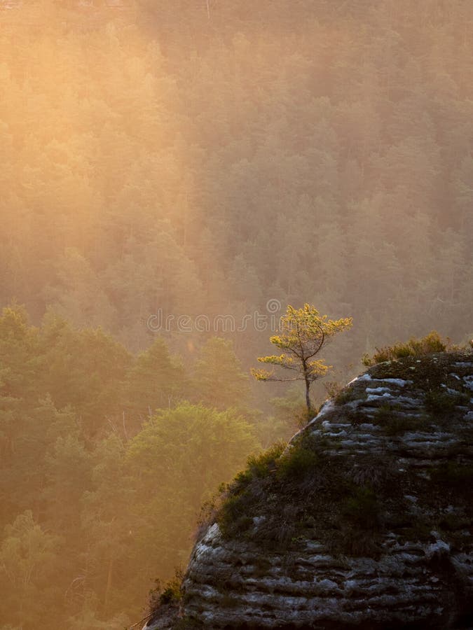 Sun Rays Falling on a Growing Tree on a Hilltop Stock Photo - Image of ...