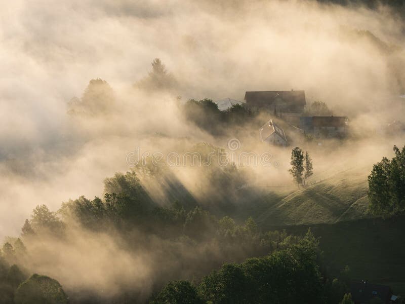 Sun Rays Falling on Growing Vegetation in a Forest Stock Image - Image ...