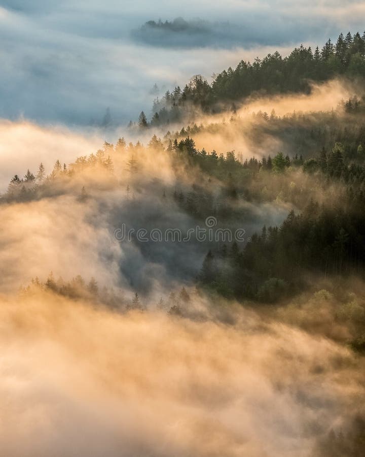 Sun Rays Falling on Growing Vegetation in a Forest Stock Photo - Image ...