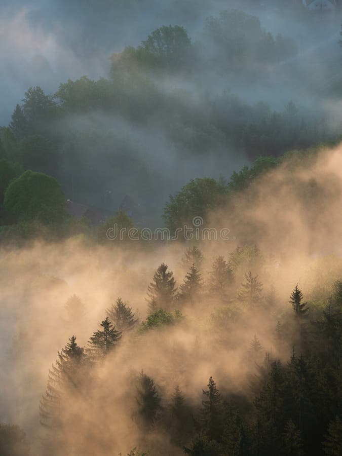 Sun Rays Falling on Growing Vegetation in a Forest Stock Photo - Image ...