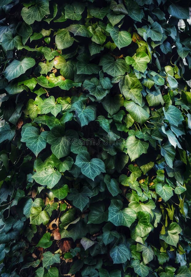 Sun Rays Falling on Ivy Leaves Stock Image - Image of falling, leaves ...