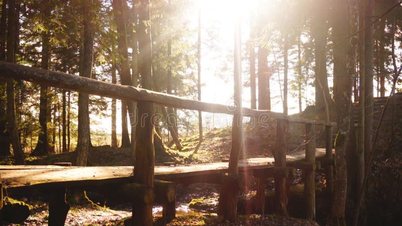 Sun Rays Falling on a Wooden Bridge Deep in the Forest Stock Video ...