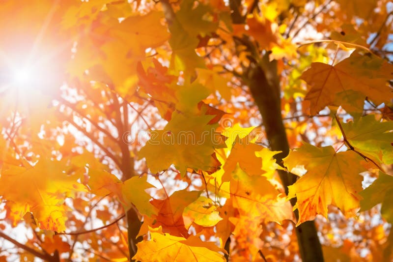 Sun Rays Filter through the Foliage, Casting a Warm and Inviting Glow ...