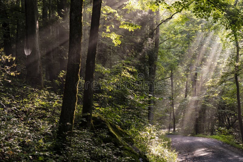 Sun Rays Filter through the Trees in the Early Morning Hours. Stock ...