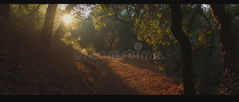 Sun Rays Filtering through Trees Along a Tranquil Forest Path at Sunset ...