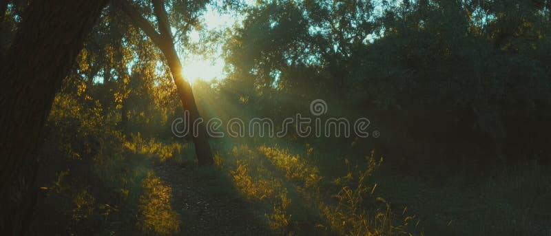 Sun Rays Filtering through Trees on a Forest Path Create a Serene ...